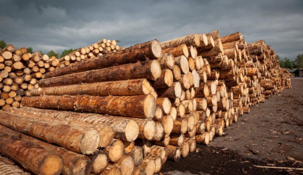 El precio de la madera se dispara un 400% desde el mínimo de 2020 ...